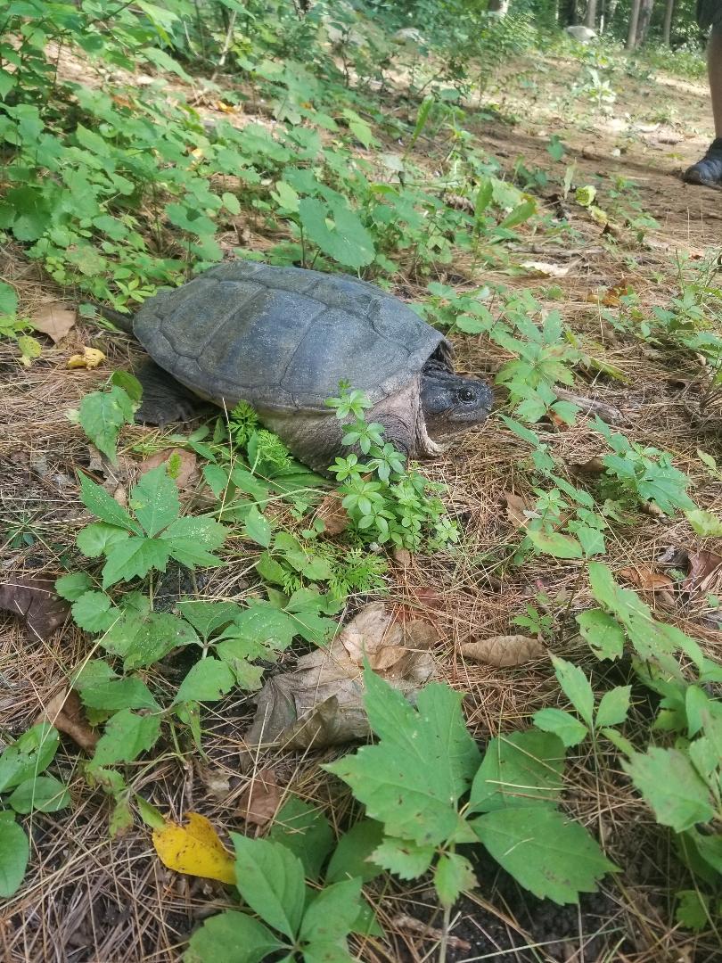 About – Berkshire County Turtle Rescue Inc.