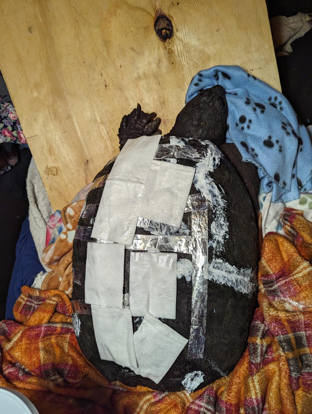 Stories – Berkshire County Turtle Rescue Inc.