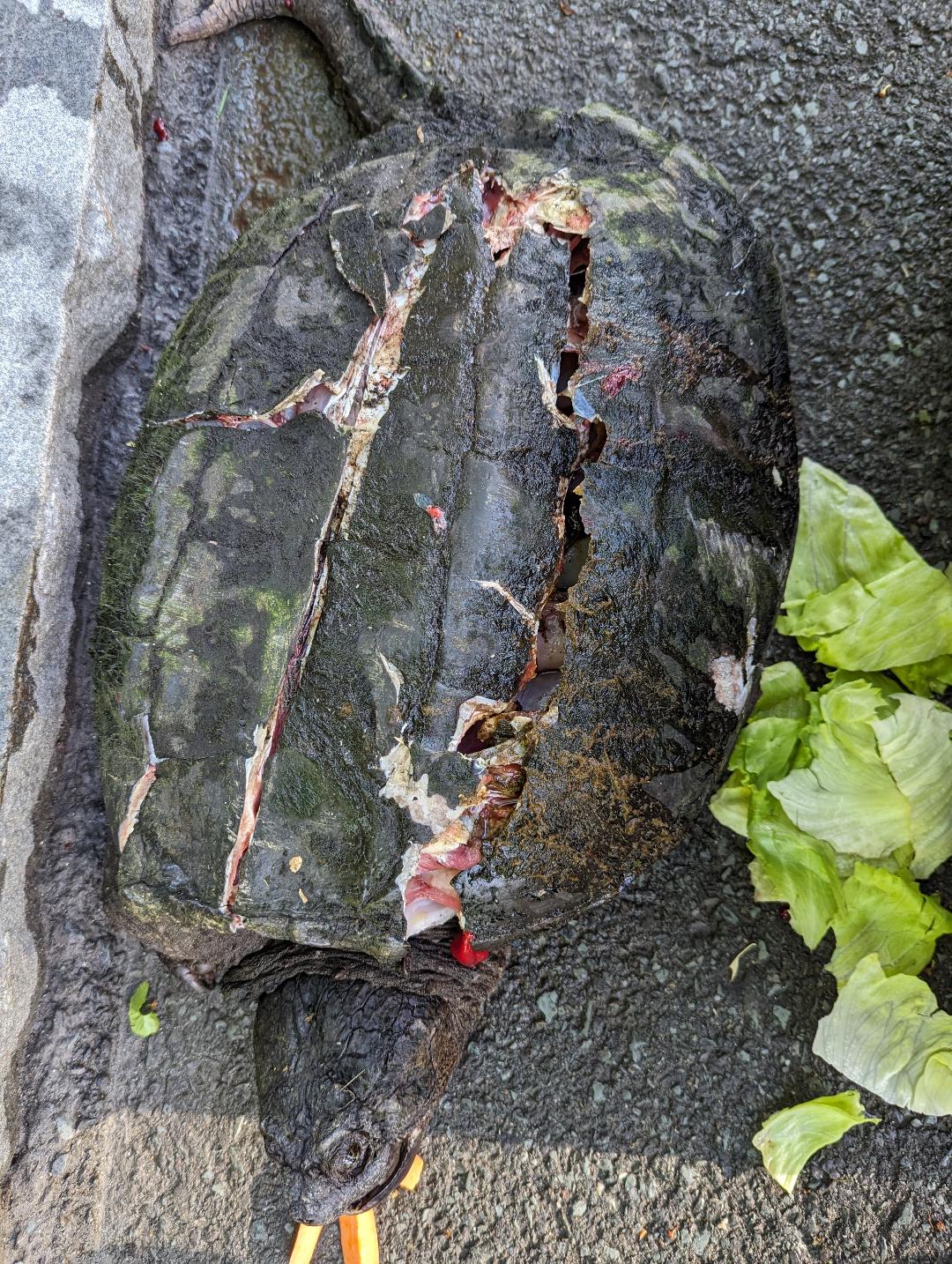 Stories – Berkshire County Turtle Rescue Inc.