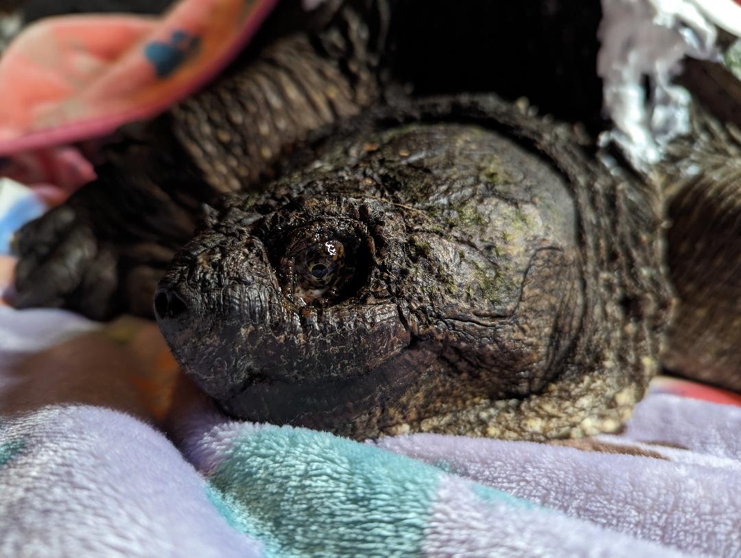 Stories – Berkshire County Turtle Rescue Inc.